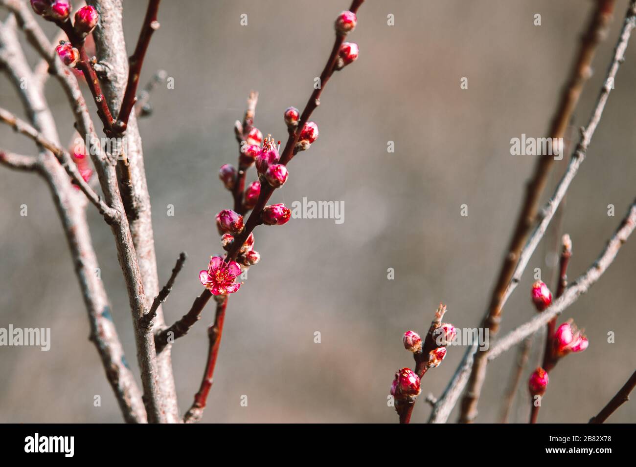 Tree branches with the landscape in the background Stock Photo - Alamy