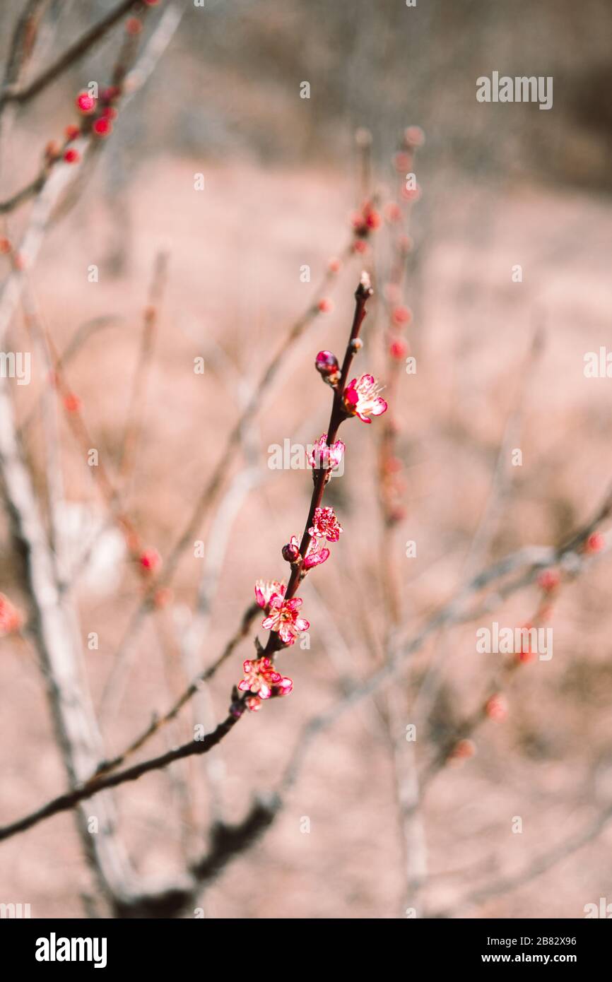 Tree branches with the landscape in the background Stock Photo - Alamy