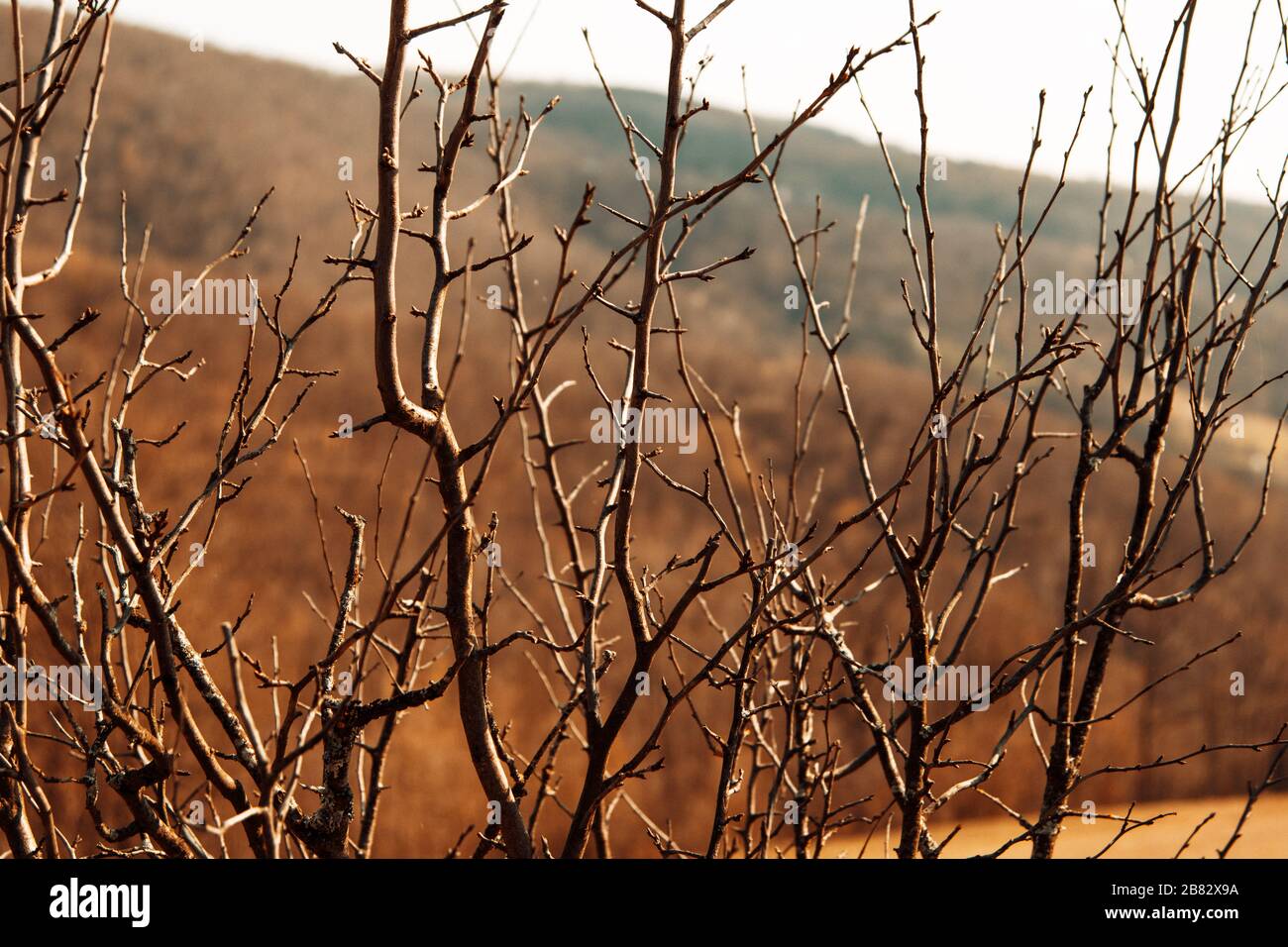 Tree branches with the landscape in the background Stock Photo - Alamy