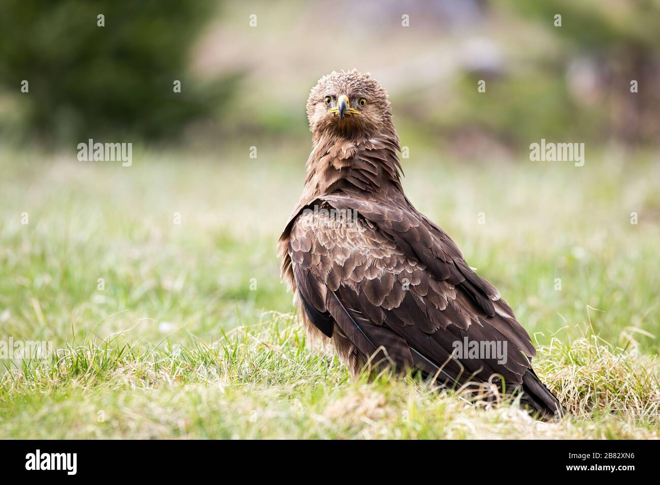 Aggressive lesser spotted eagle sitting on the ground and looking into ...