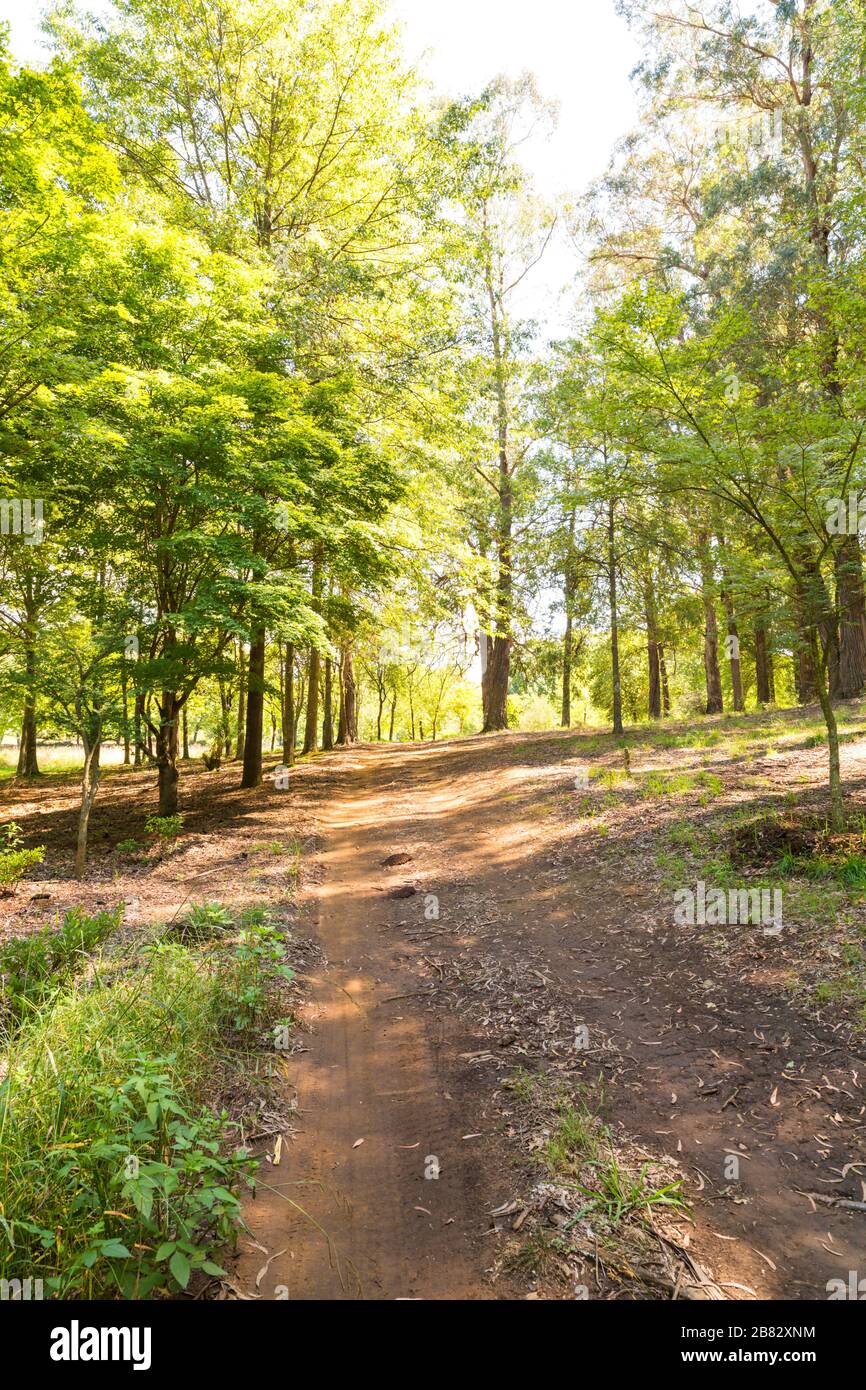 Green colored trees Stock Photo - Alamy