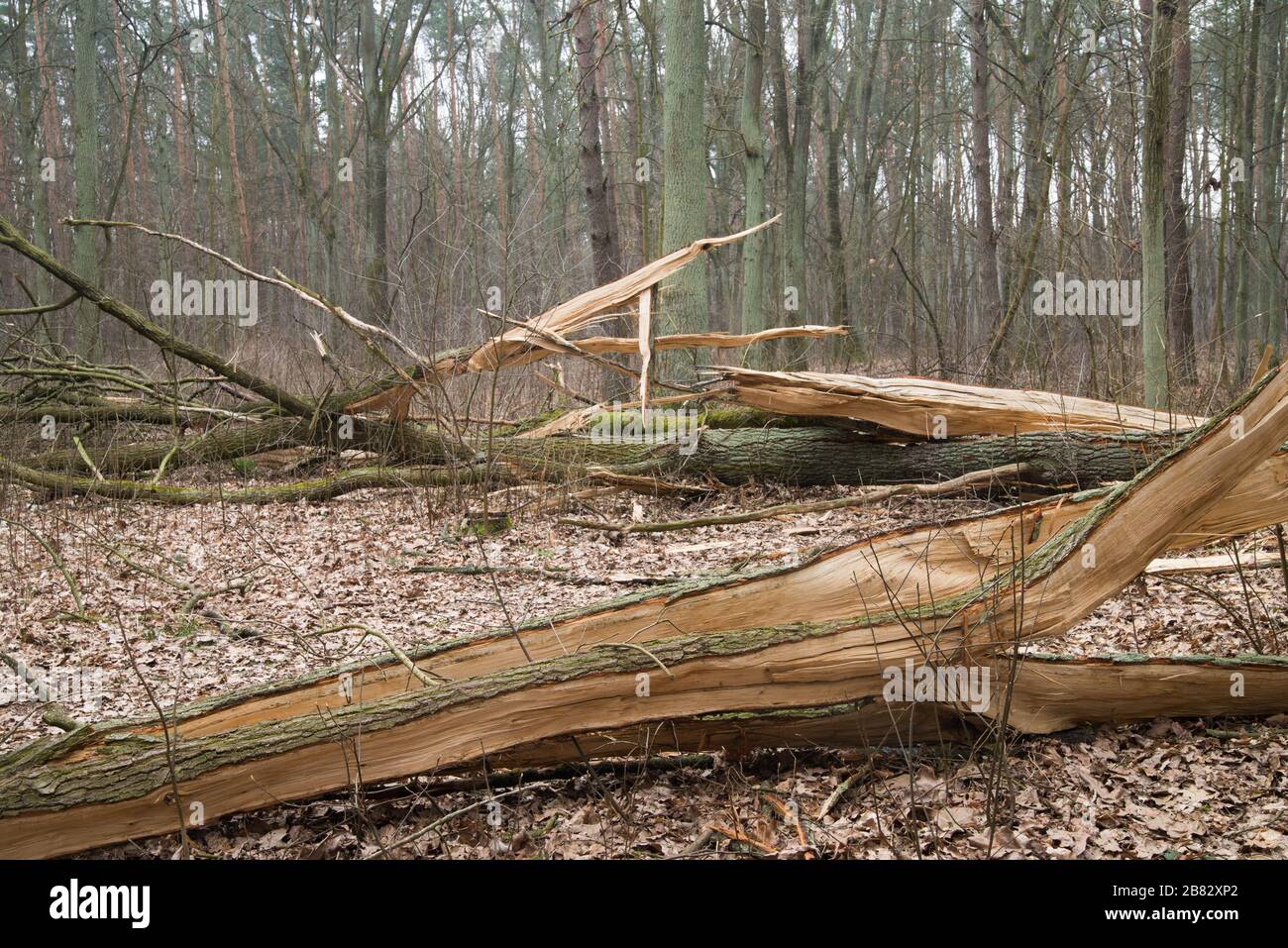 old fallen oak tree in autumn forest Stock Photo - Alamy