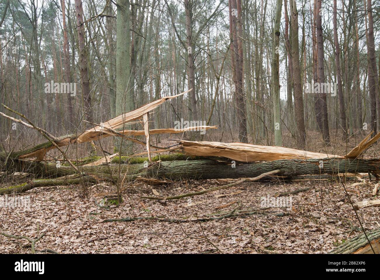 Old dead oak tree hi-res stock photography and images - Alamy