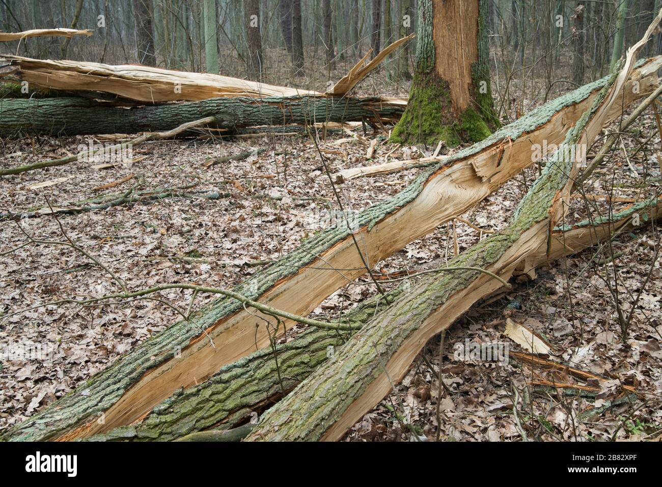 old fallen oak tree in autumn forest Stock Photo - Alamy