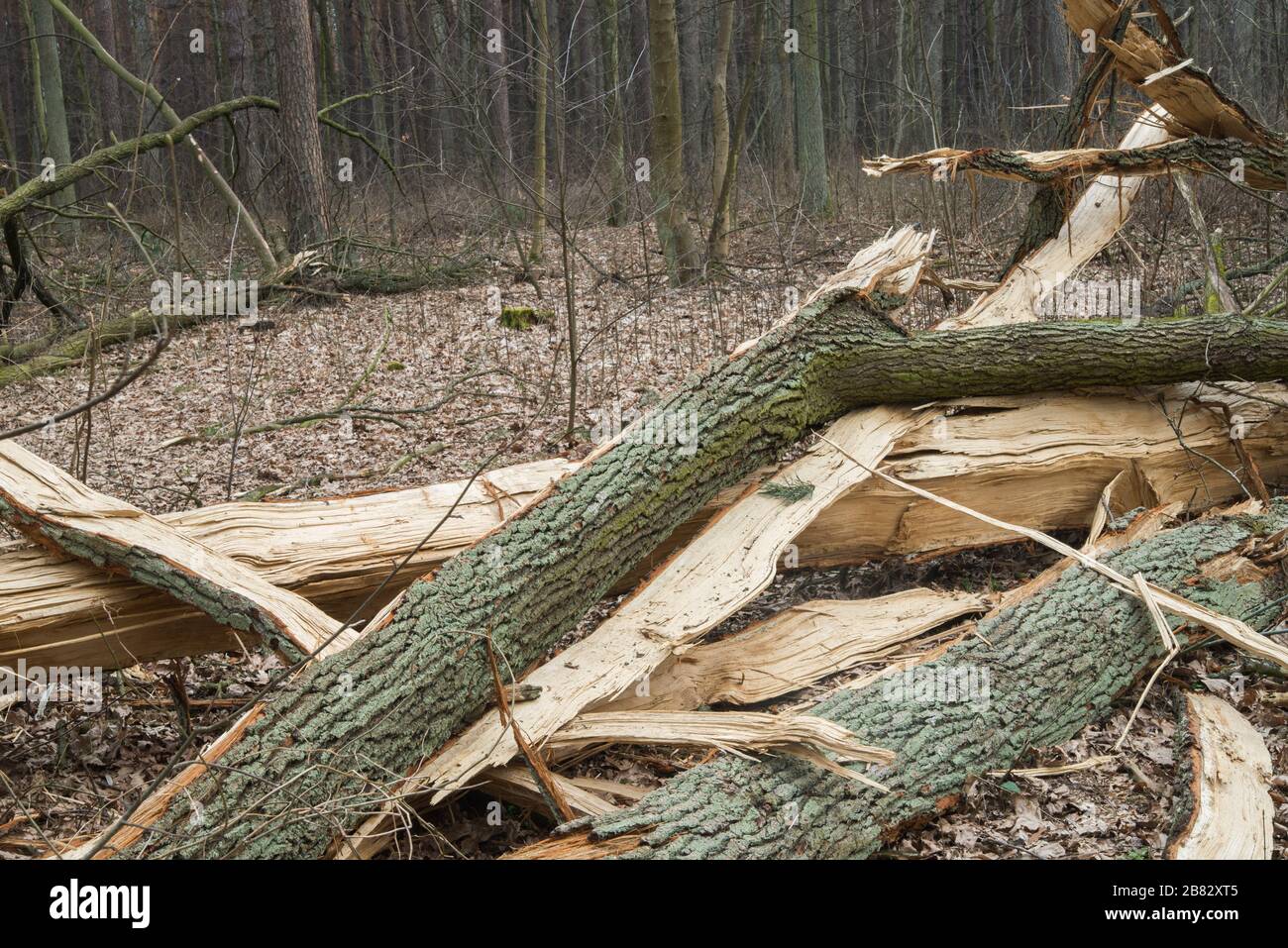 old fallen oak tree in autumn forest Stock Photo - Alamy