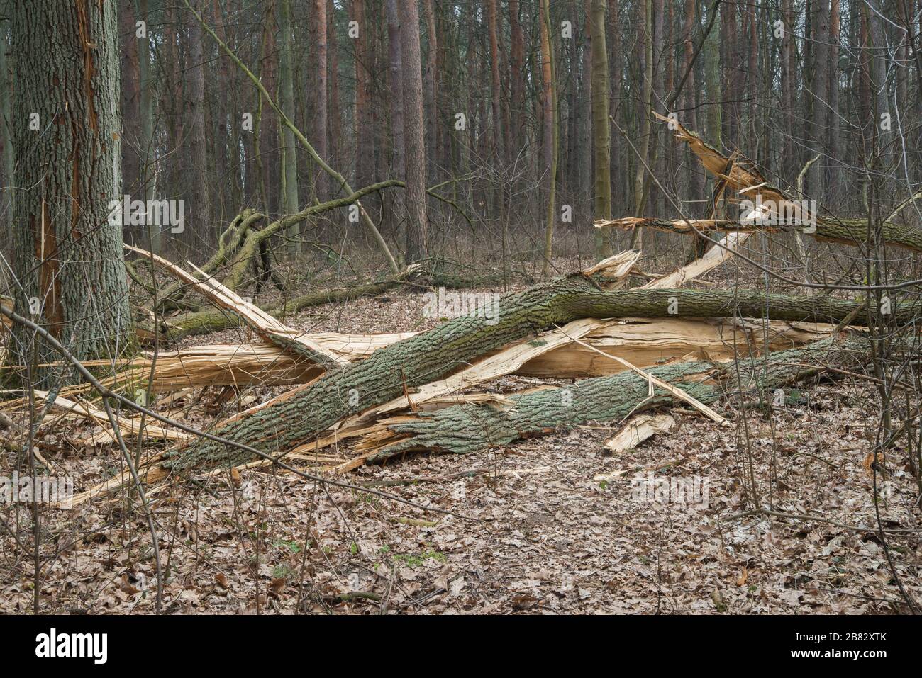 Old broken oak tree hi-res stock photography and images - Alamy