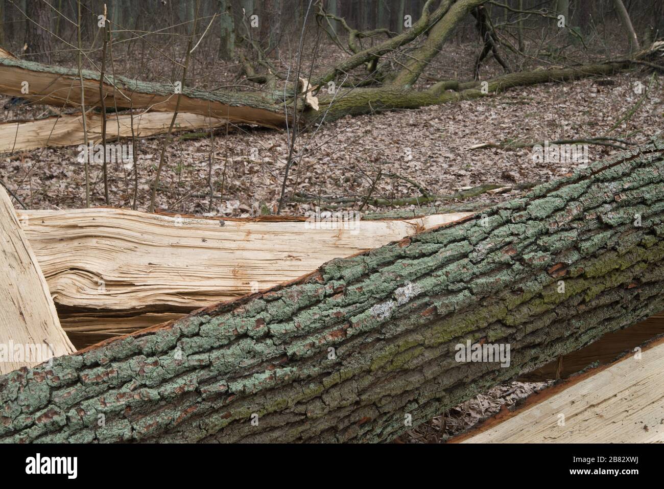 Old broken oak tree hi-res stock photography and images - Alamy