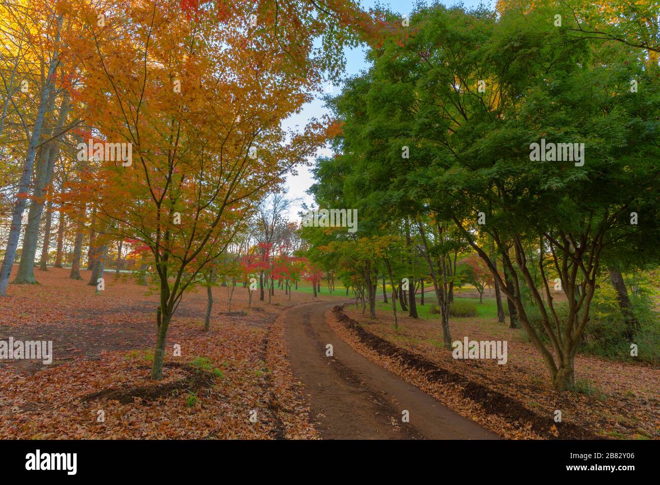 Autumn colored trees Stock Photo - Alamy