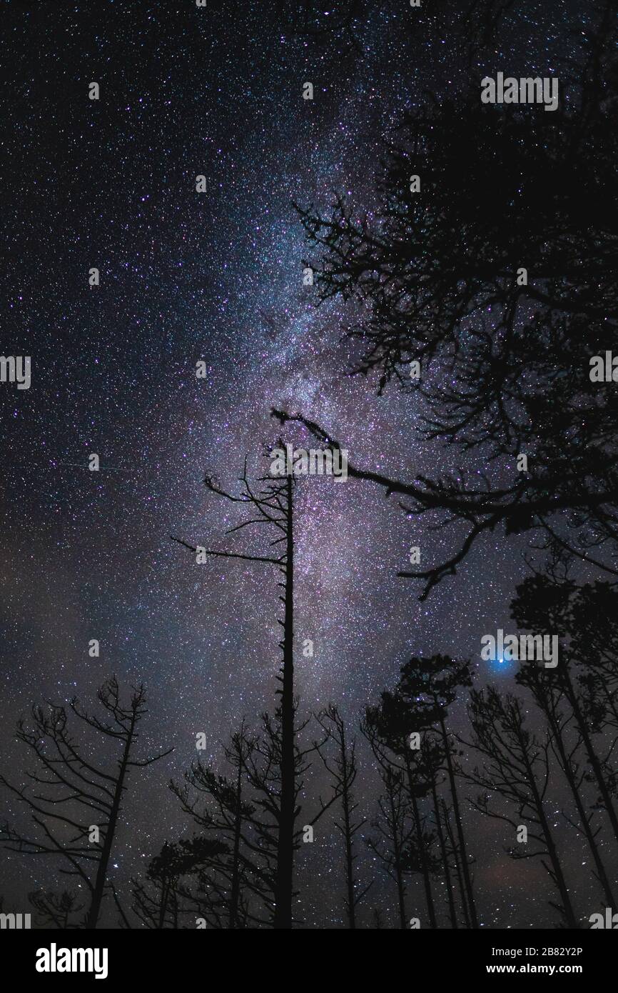 Star filled night sky. Forest at night Stock Photo - Alamy
