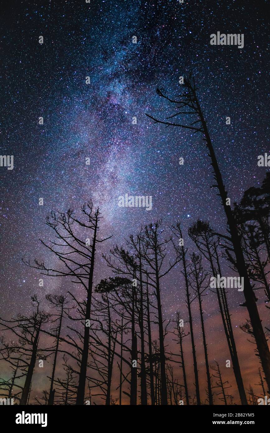 Milky Way Galaxy Sky Forest