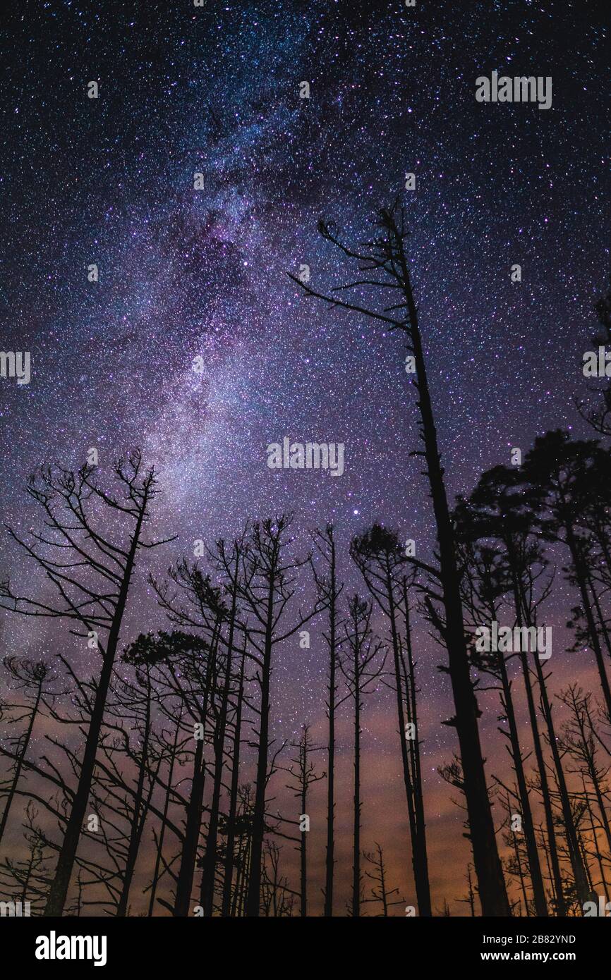 Star filled night sky. Forest at night Stock Photo - Alamy