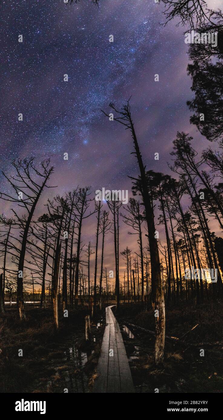 Star filled night sky. Forest at night Stock Photo - Alamy