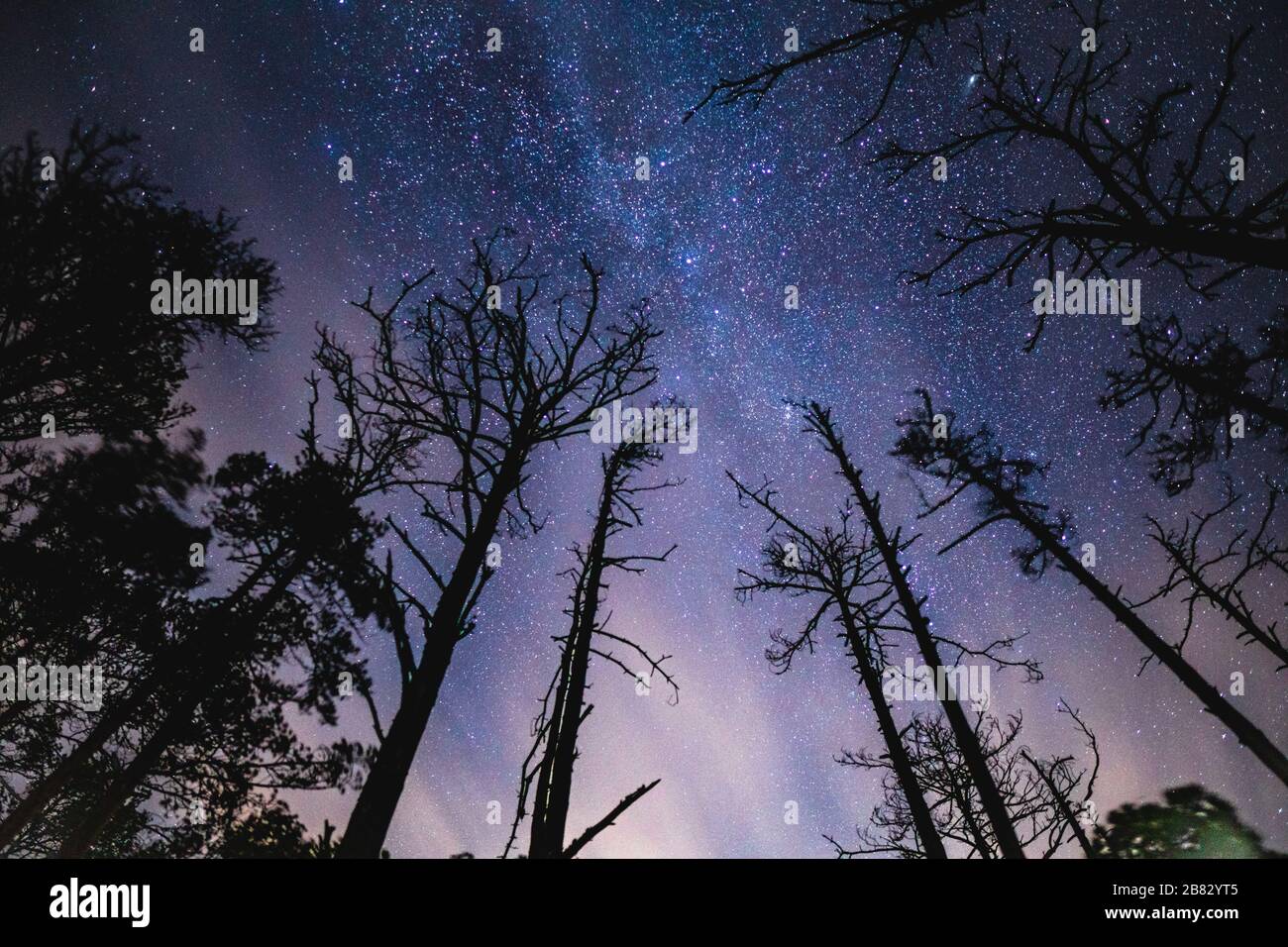 Starry night sky forest hi-res stock photography and images - Alamy