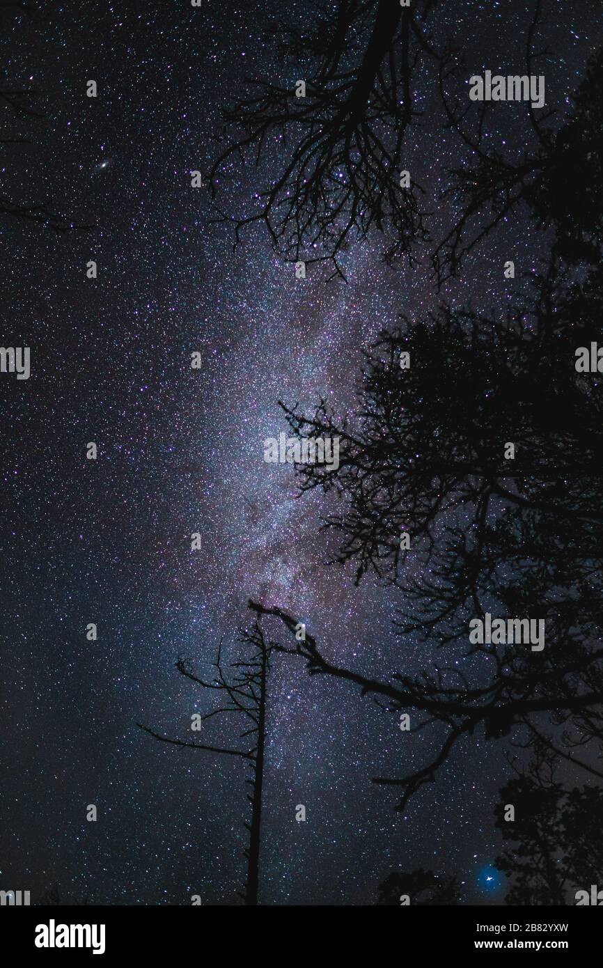 Starry night sky forest hi-res stock photography and images - Alamy