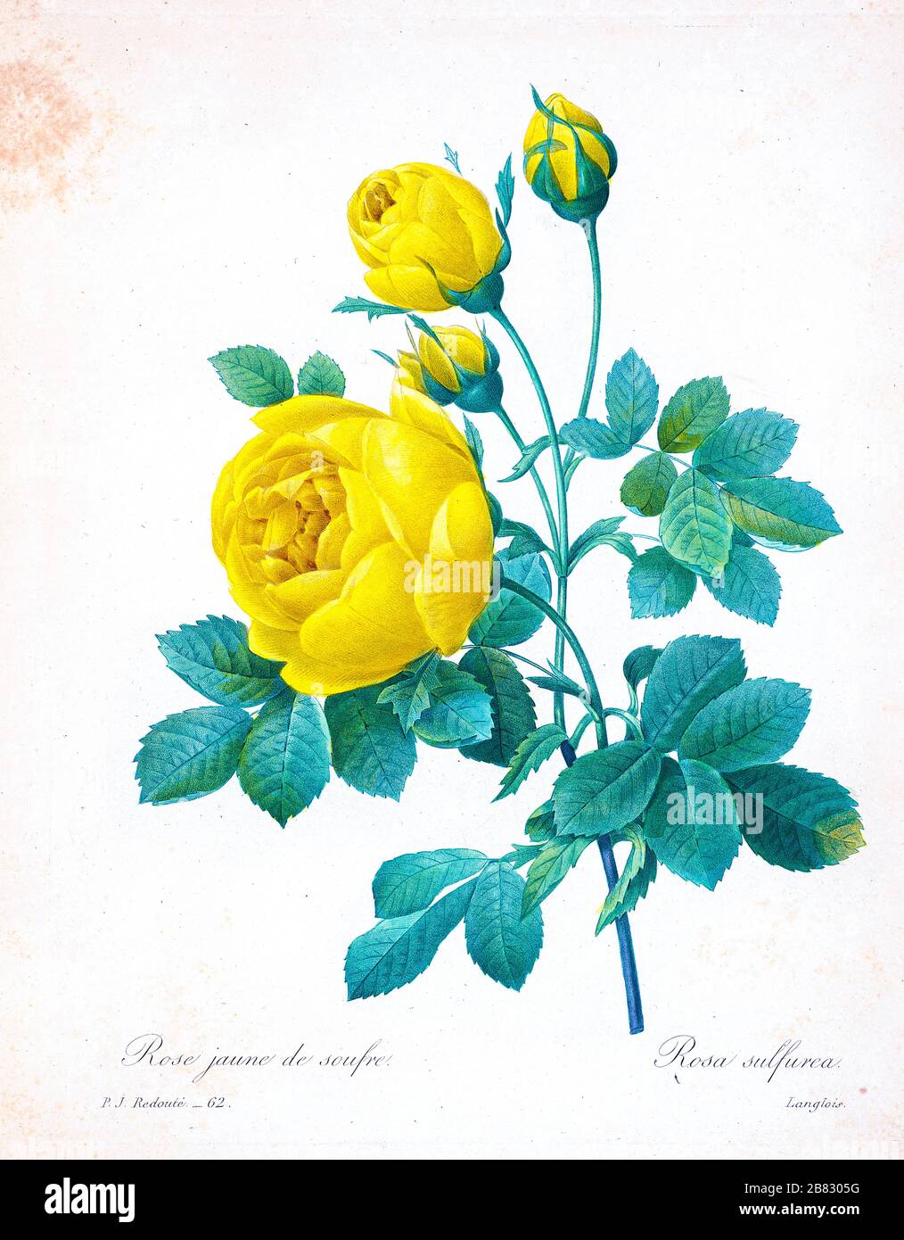 19th-century hand painted Engraving illustration of a Thory' Rose ...