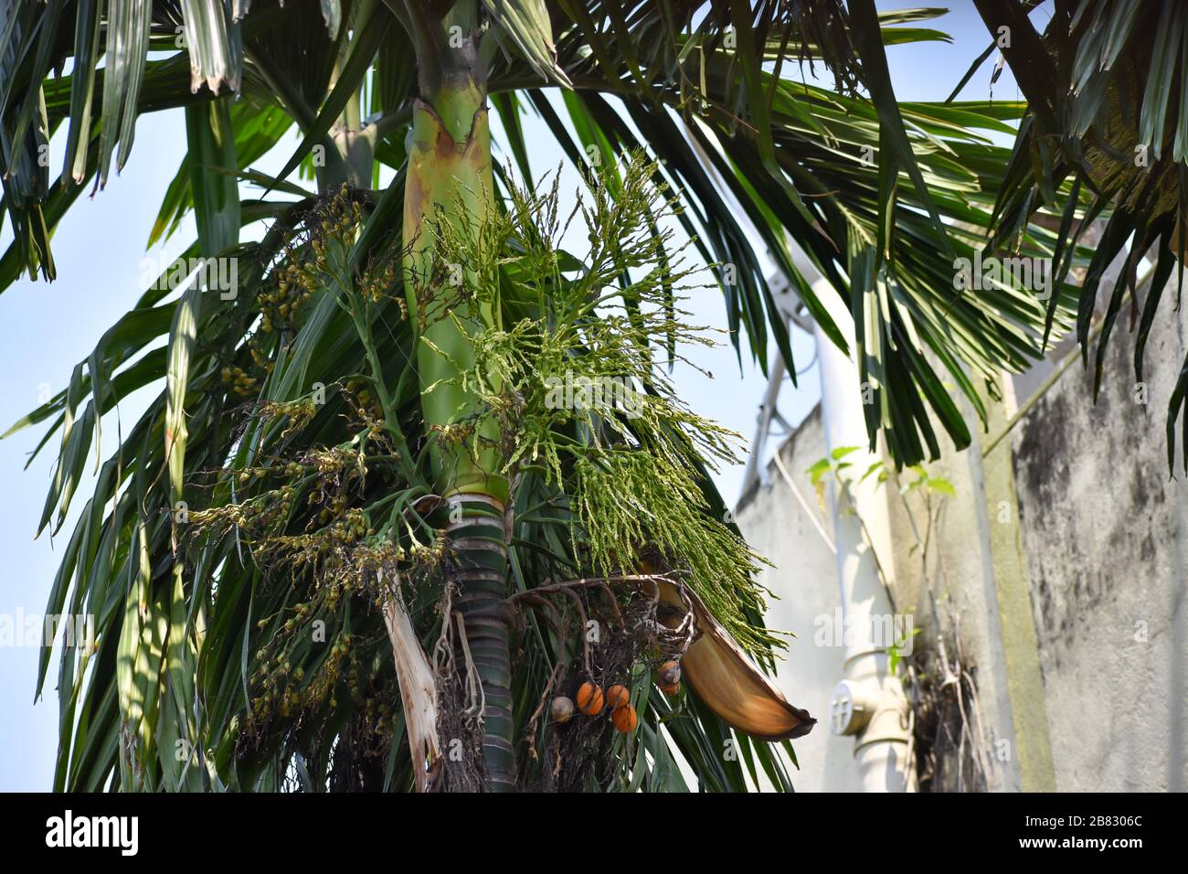 Areca nut or betel nut flower and fruit on the tree. The areca nut is ...