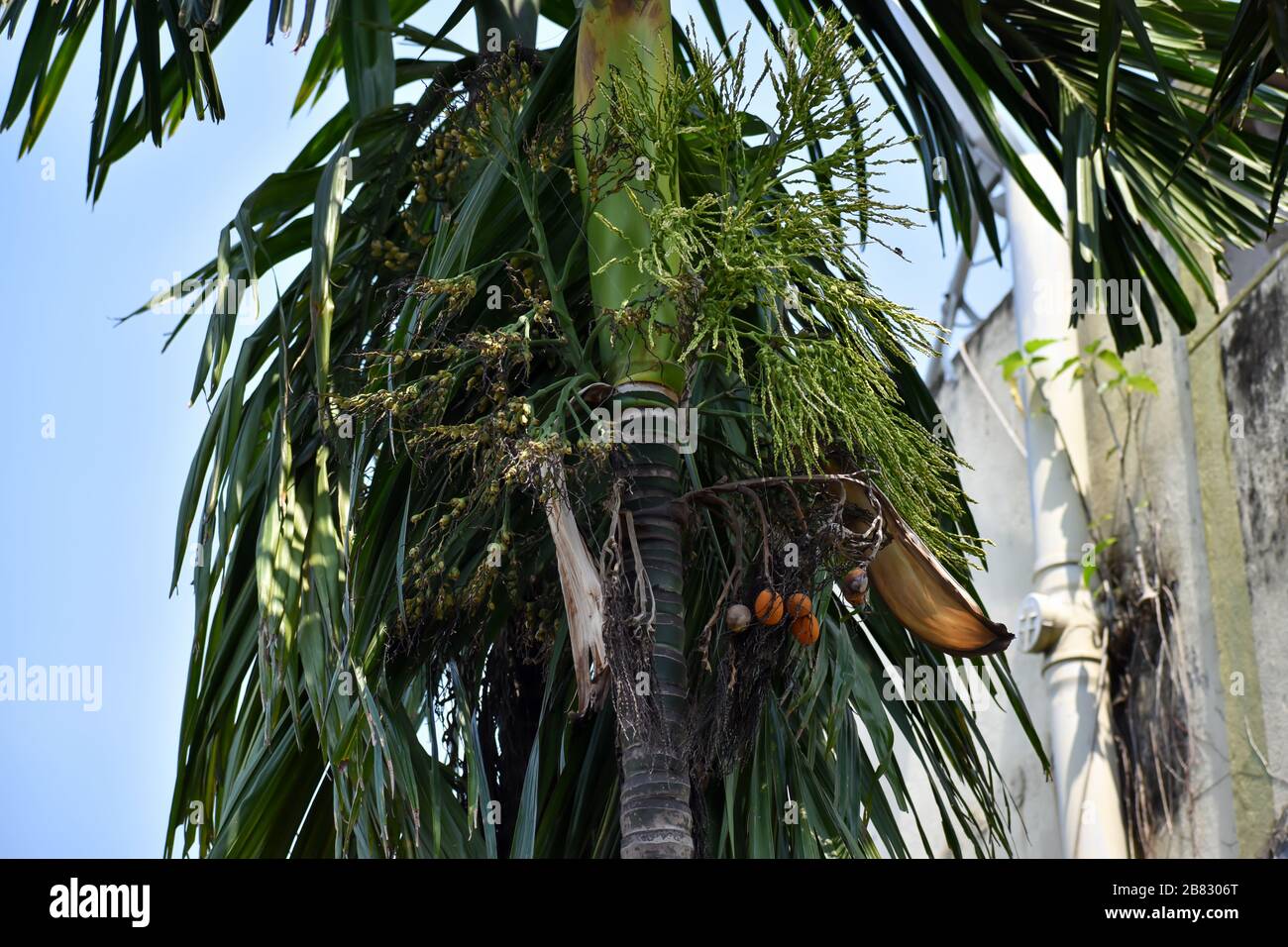 Areca nut or betel nut flower and fruit on the tree. The areca nut is ...