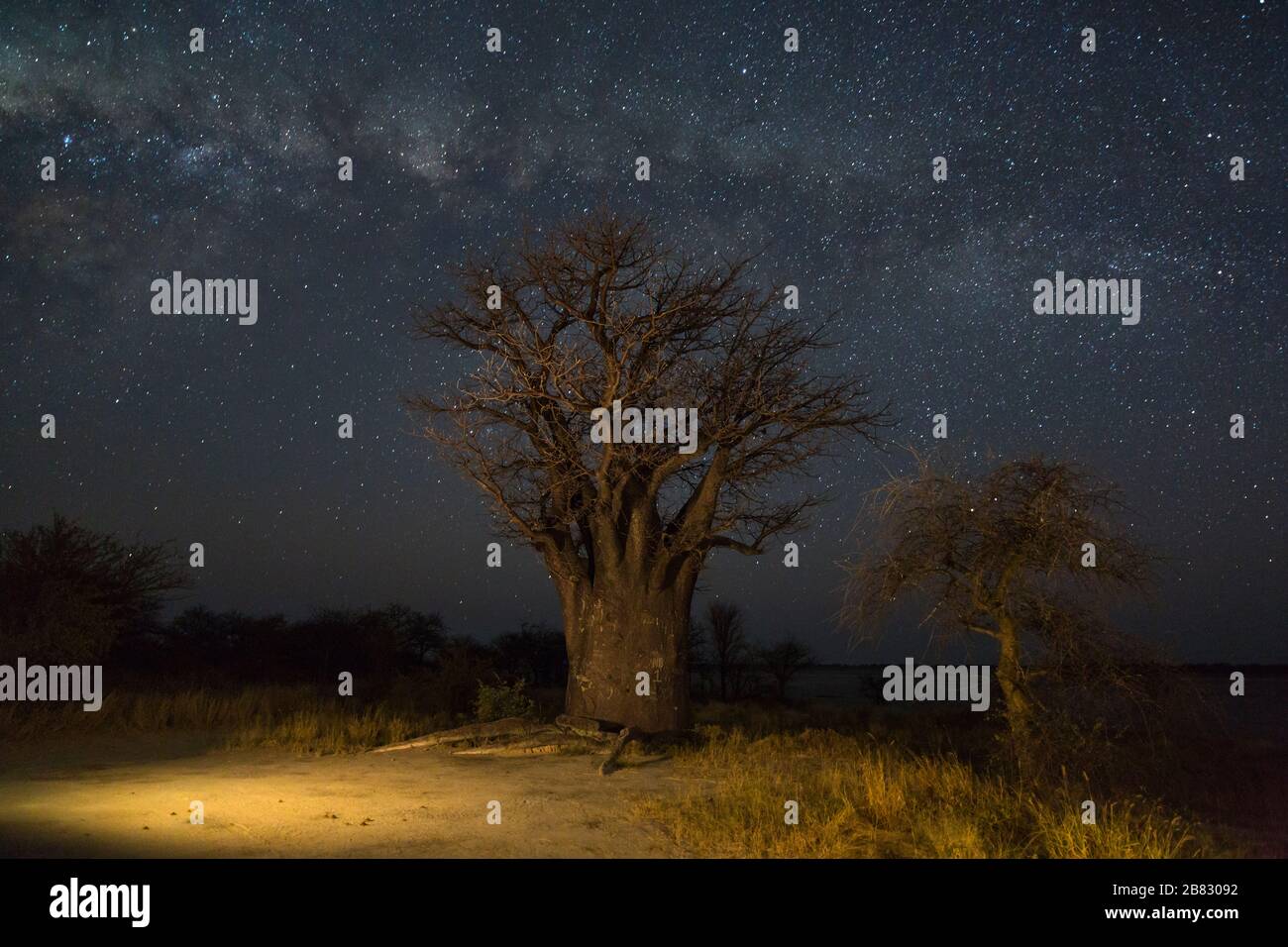 Baobab tree under the milky way Stock Photo - Alamy