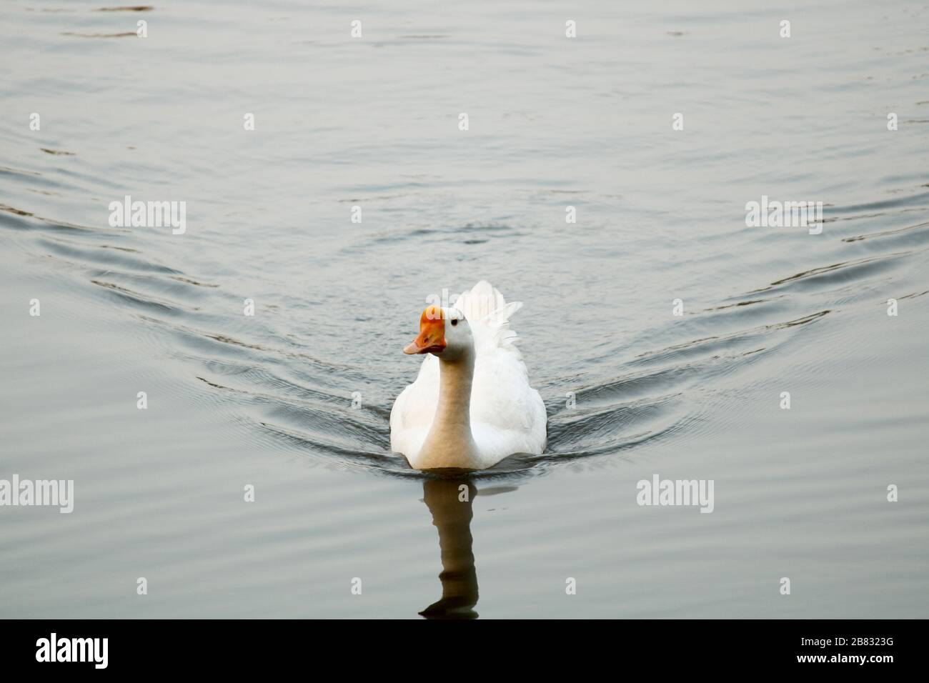 White duck swimming in lake beautiful wallpaper Stock Photo - Alamy