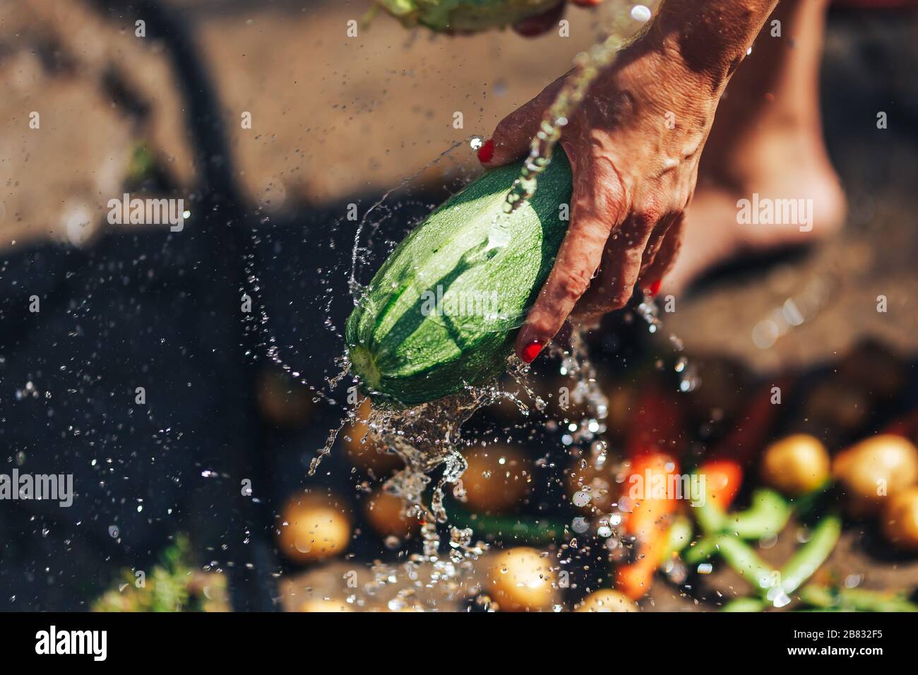 Washing vegetables, woman hands wash green zucchini outdoors sun light ...