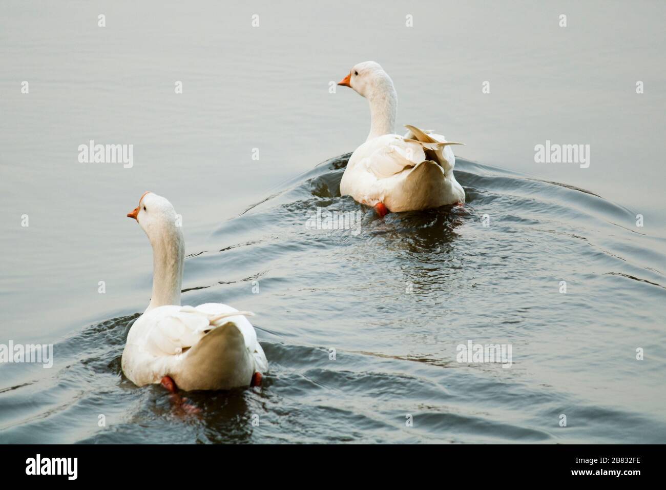 Opposite wing hi-res stock photography and images - Alamy