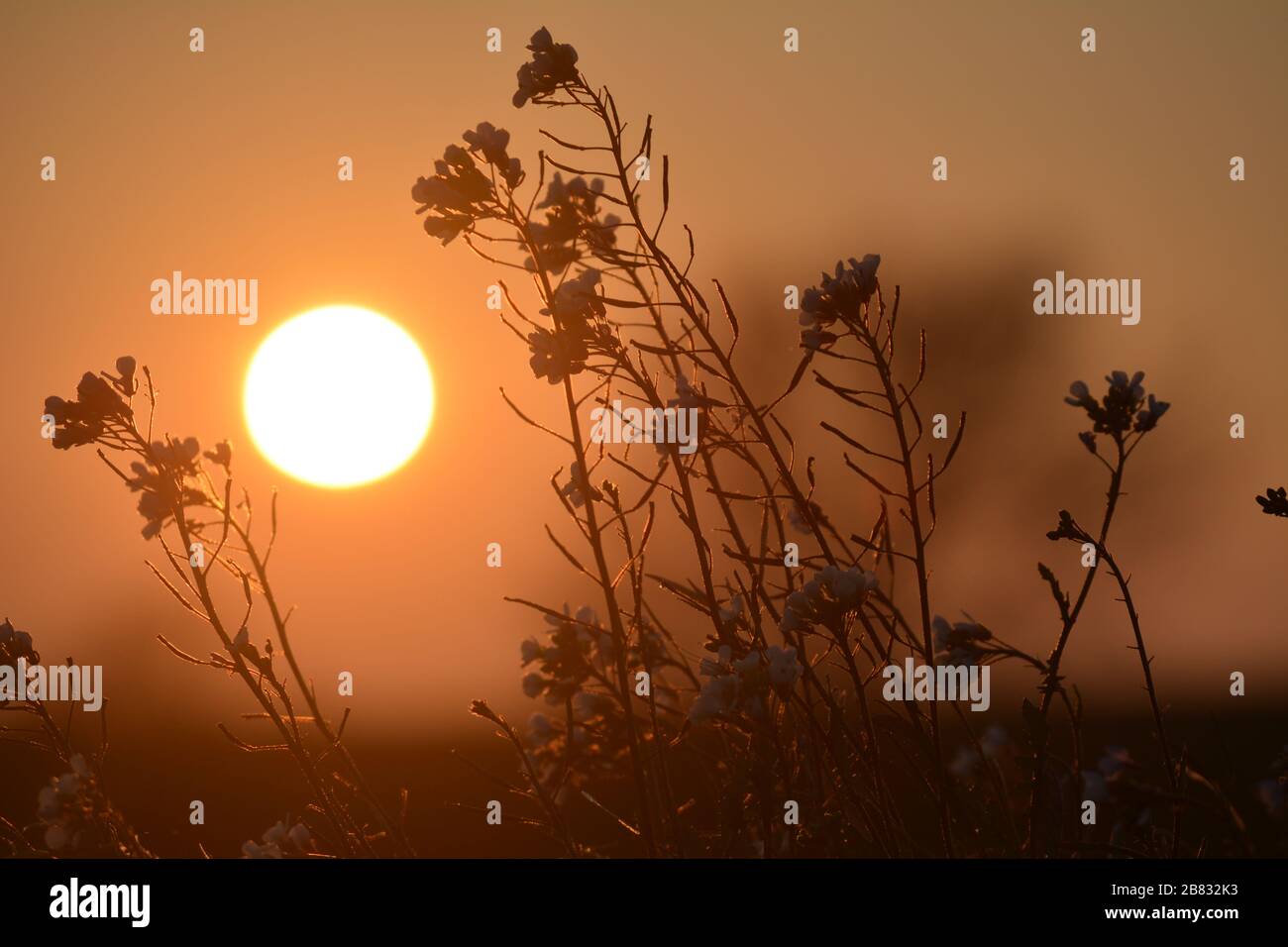 Flowers and sunset Stock Photo - Alamy