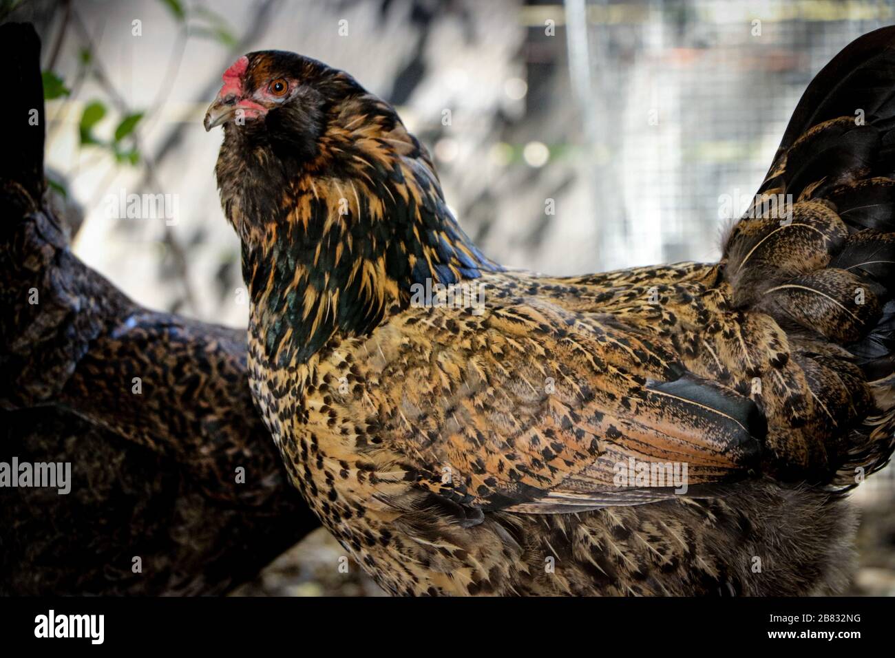 Chicken profile hi-res stock photography and images - Alamy