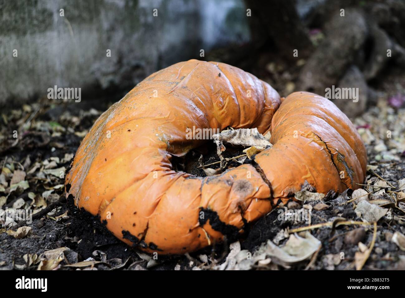 Earth rot hi-res stock photography and images - Alamy