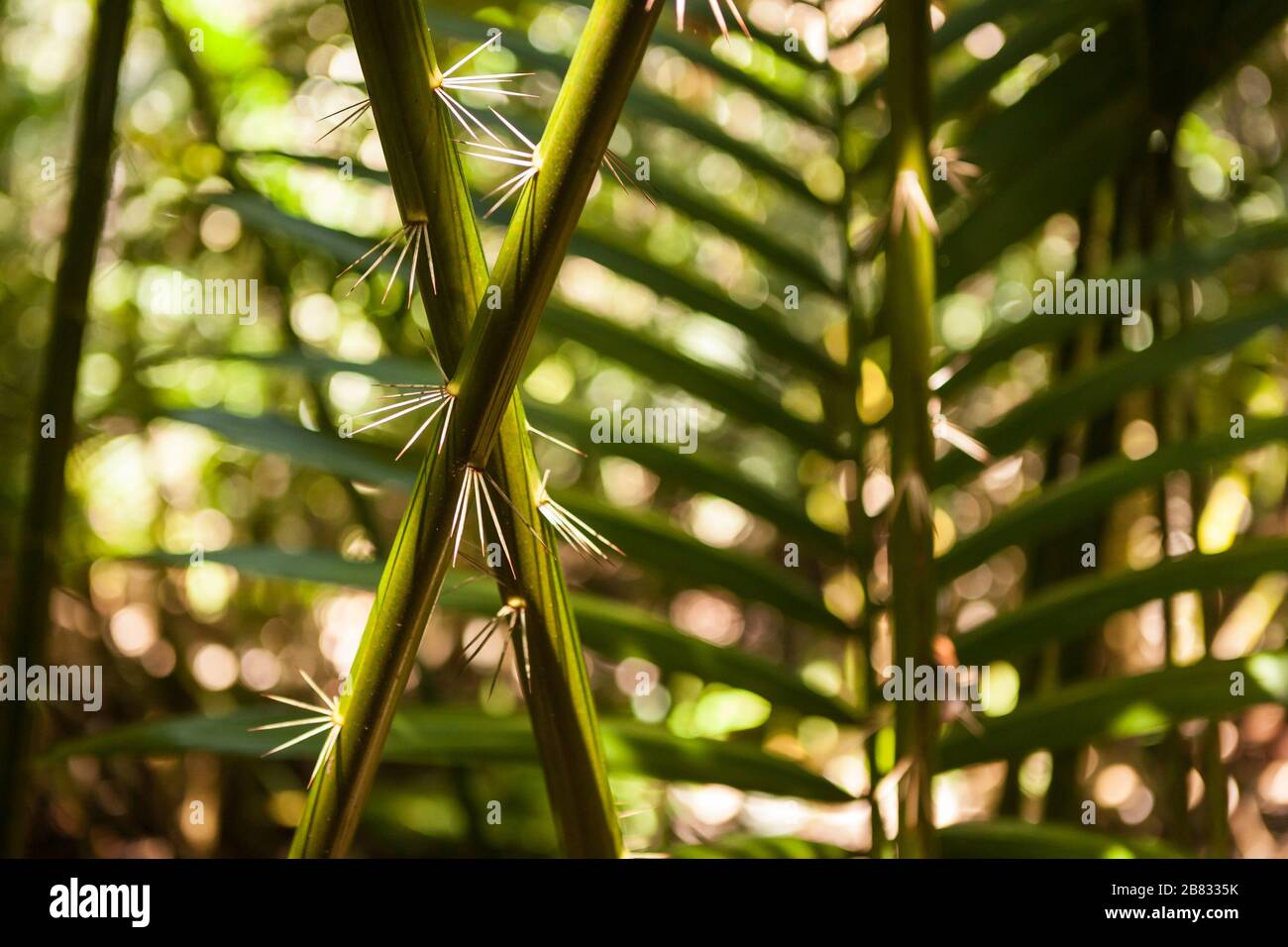 Big spikes in plant at exotic rainforest in Borneo Stock Photo - Alamy