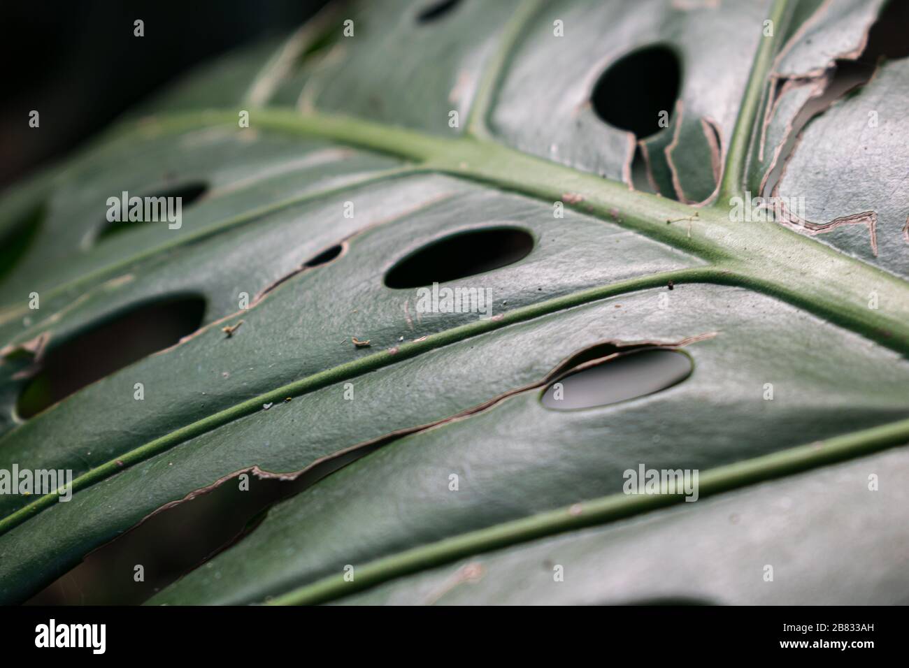 Monstera closeup hi-res stock photography and images - Alamy