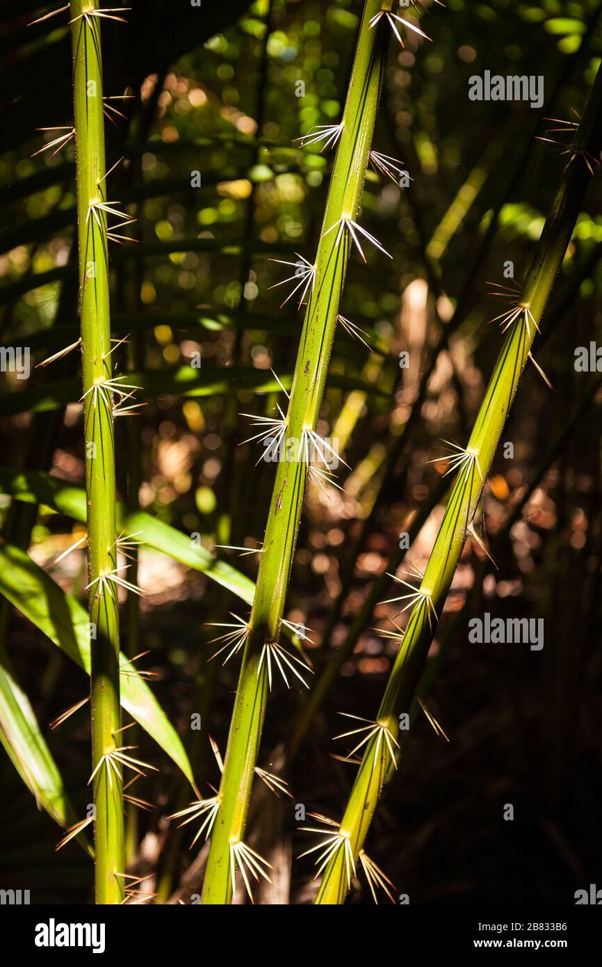 Big spikes in plant at exotic rainforest in Borneo Stock Photo - Alamy