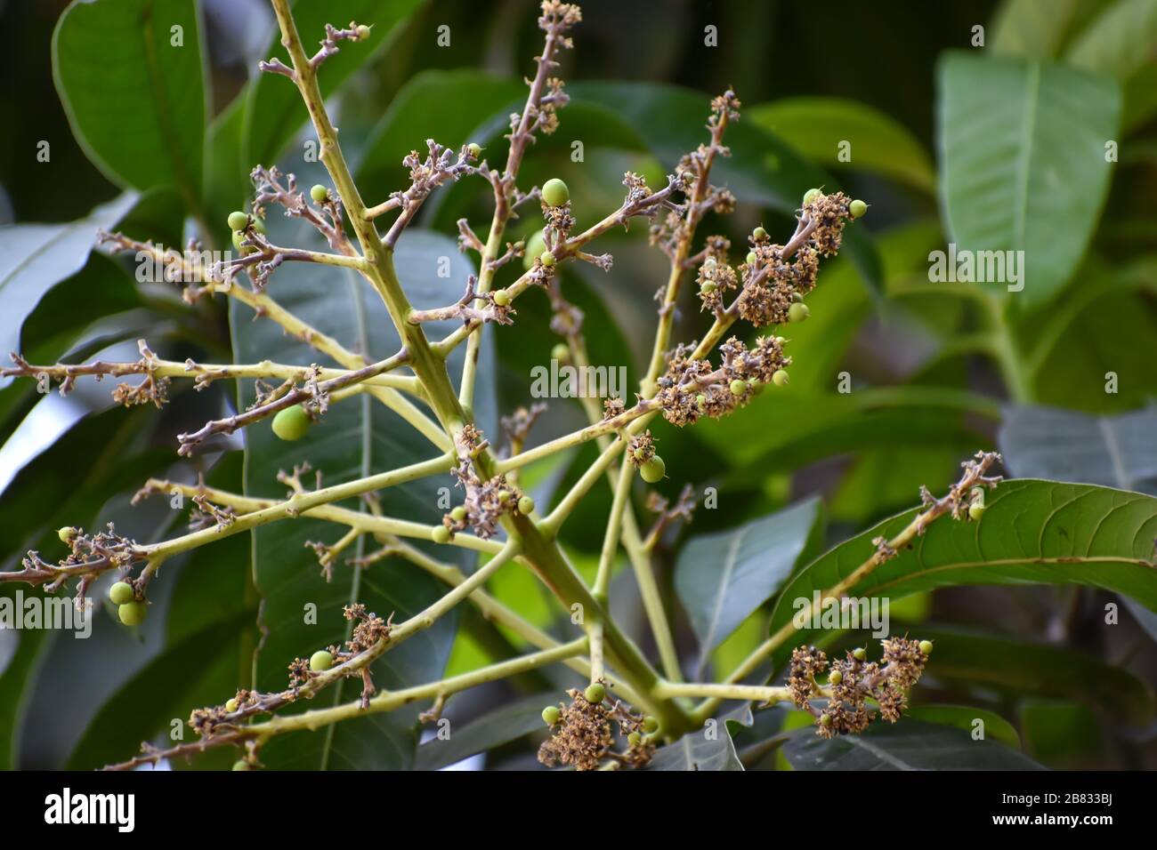 Flowers and buds of Mangifera indica, commonly known as mango with ...