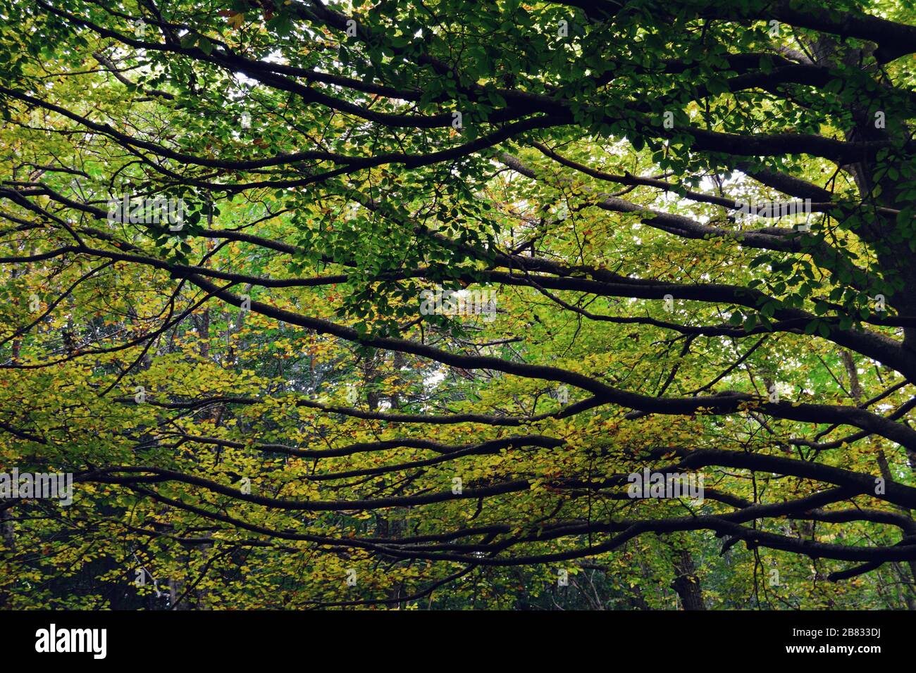 Monumental oak hi-res stock photography and images - Alamy