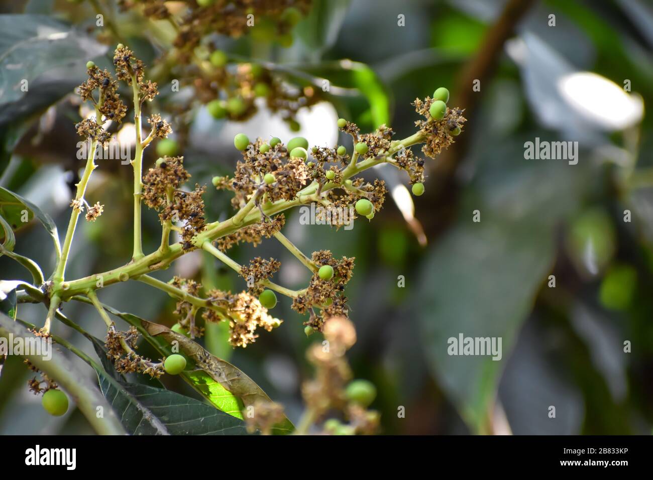 Flowers and buds of Mangifera indica, commonly known as mango with ...