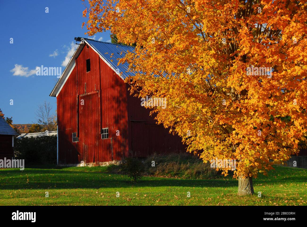 Red barn surrounded by yellow fall leaves in New England Stock Photo ...