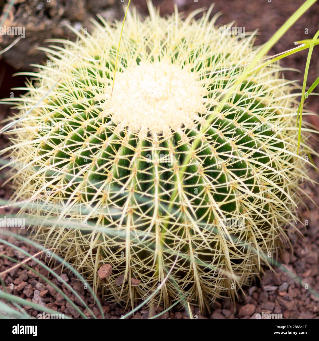 Rounded cactus isolated in the close up with grass Stock Photo - Alamy