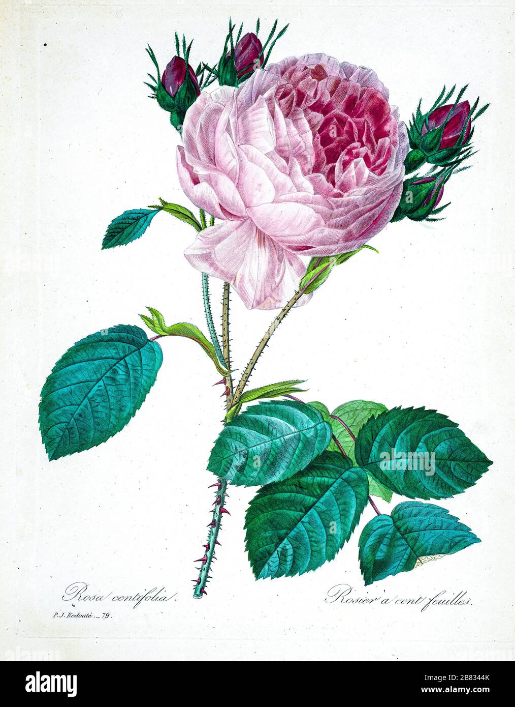 19th-century hand painted Engraving illustration of a pink Provence ...