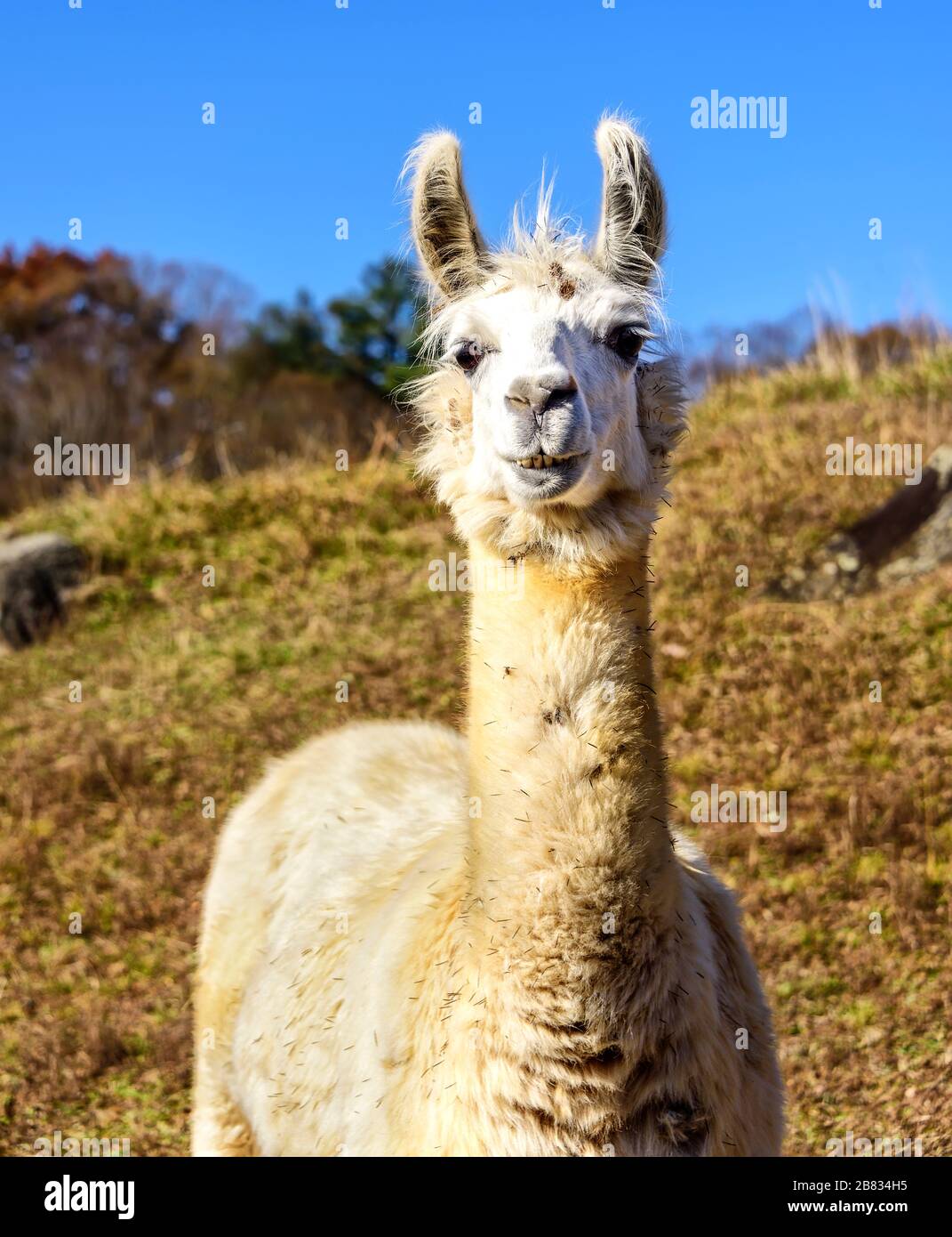 Curious Adult Alpaca grazing and roaming in a pasture Stock Photo - Alamy