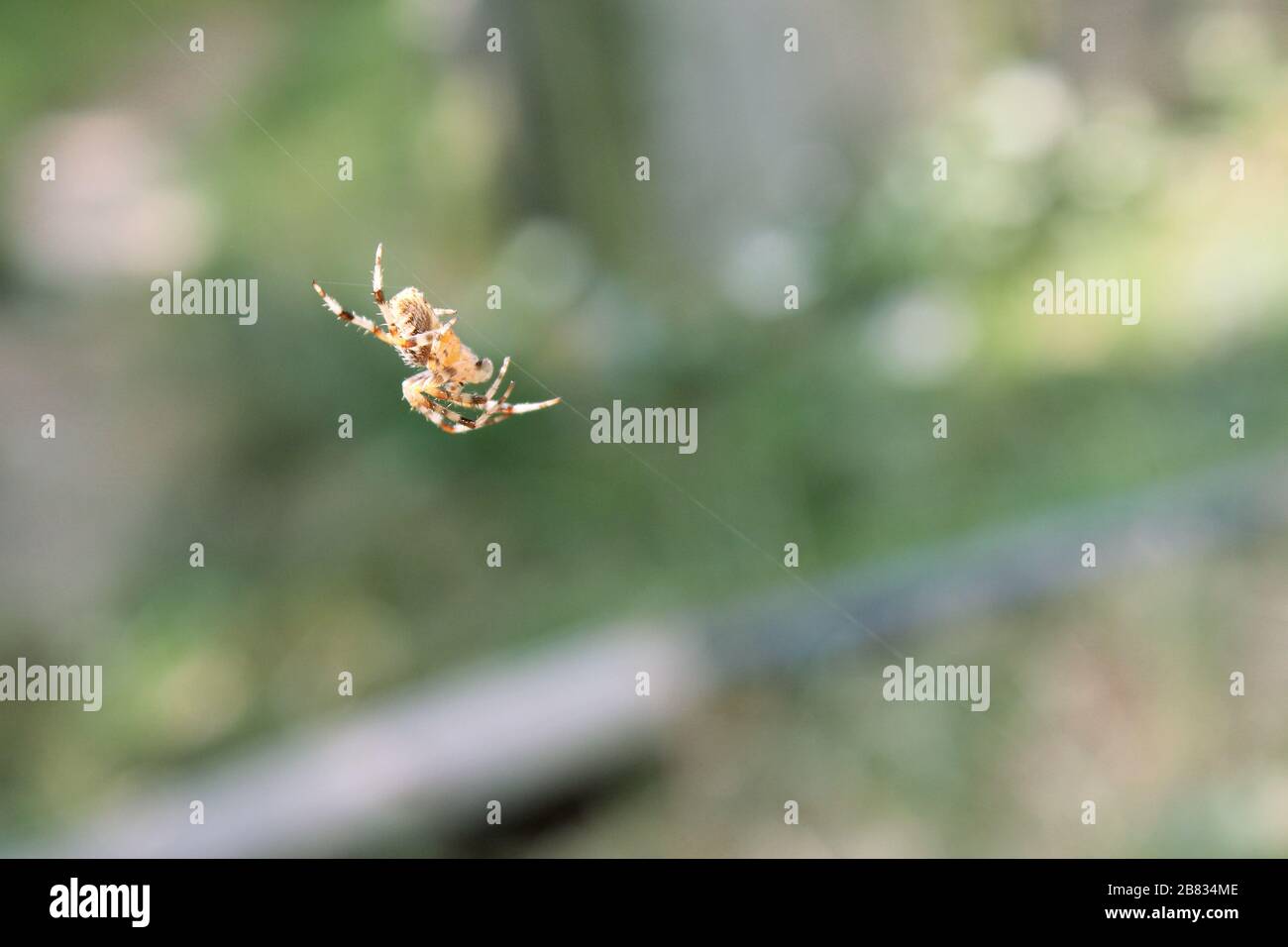 Spider hanging on a cobweb with a blurred background Stock Photo - Alamy