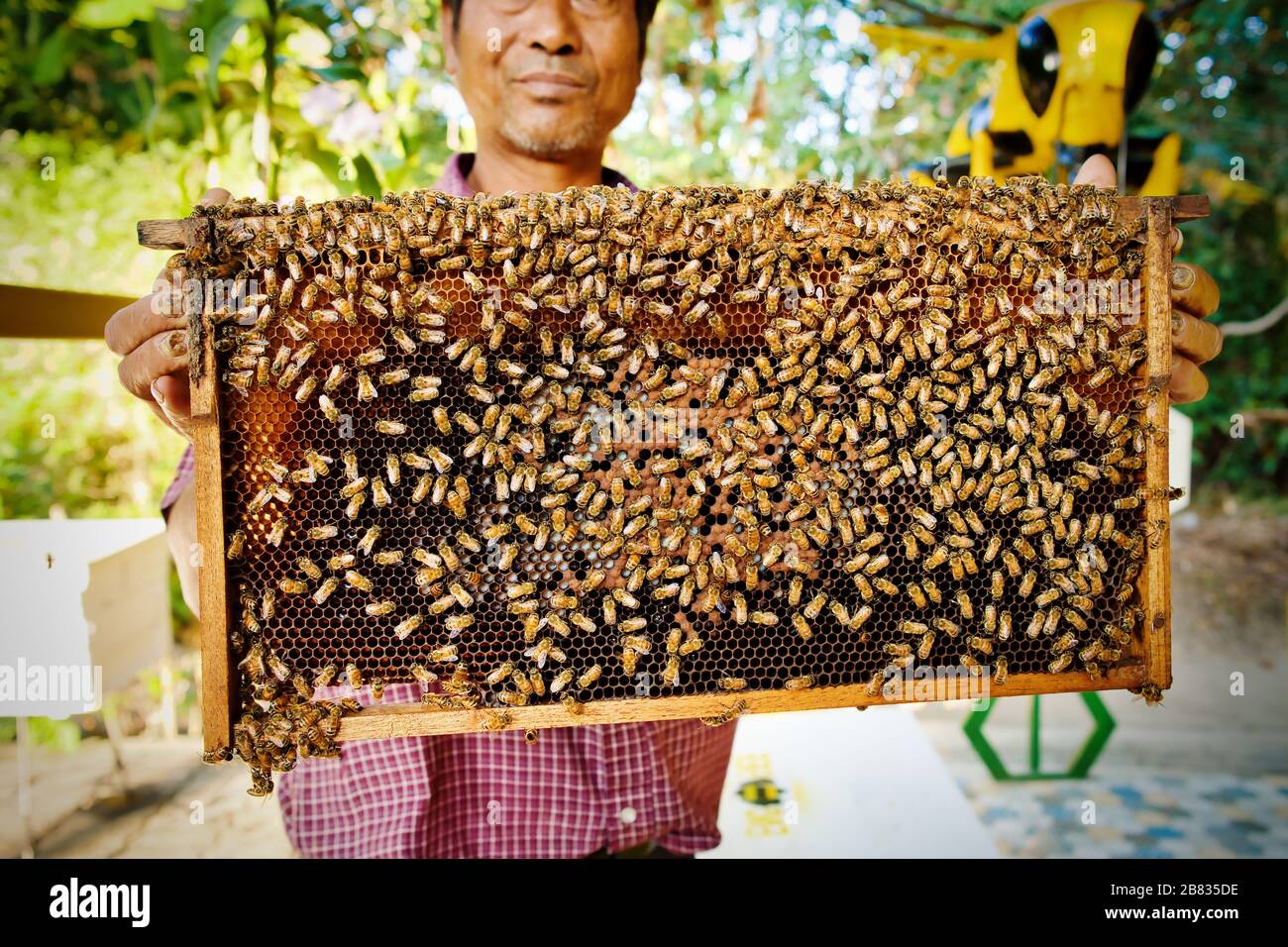 Honey comb hi-res stock photography and images - Alamy