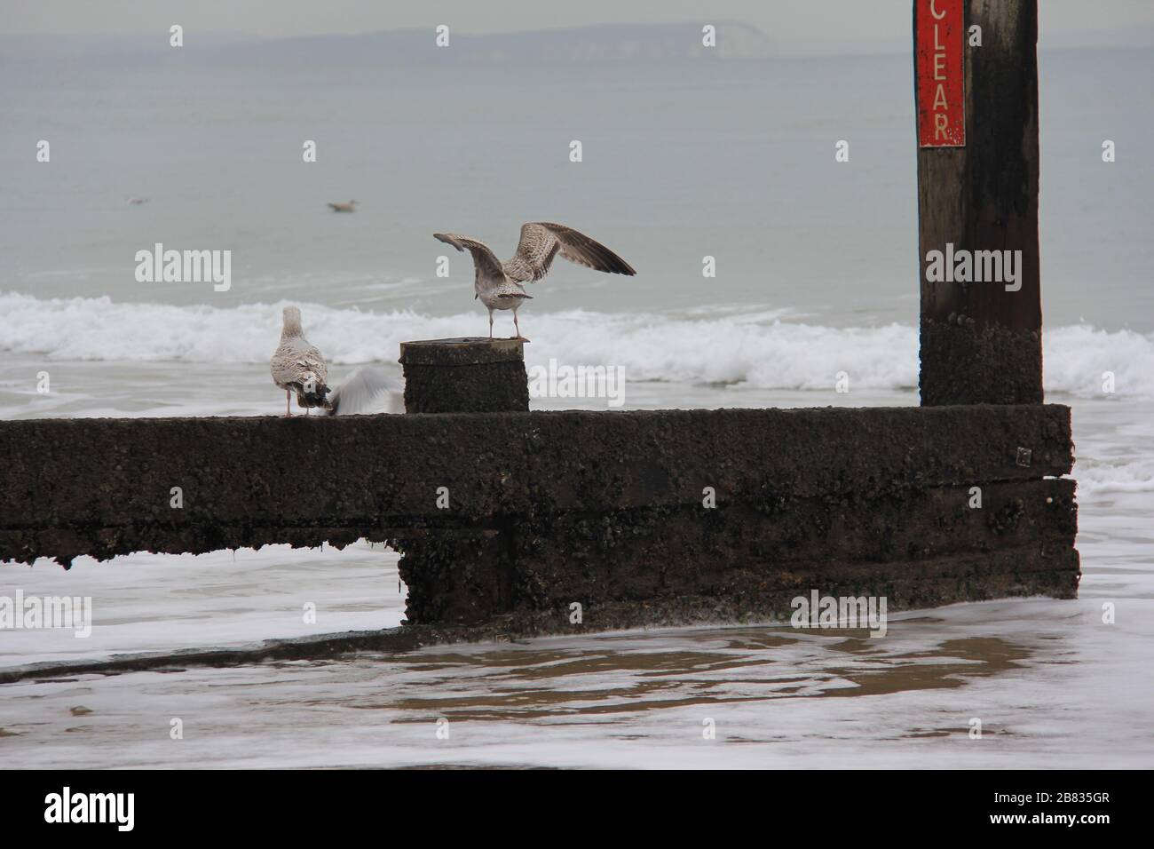 Shore flying birds hi-res stock photography and images - Alamy