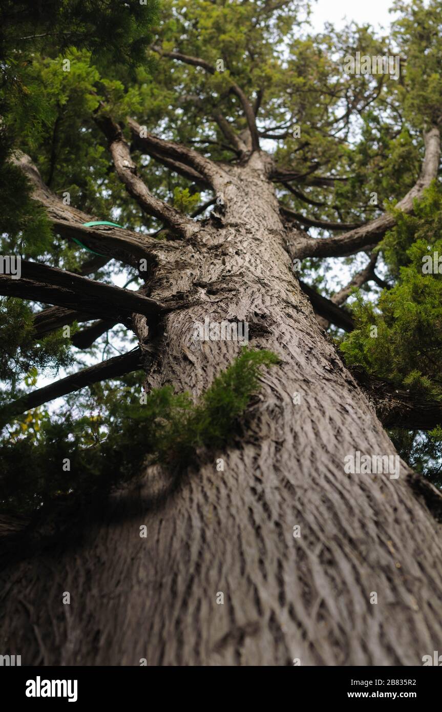 pine tree view from the bottom up Stock Photo - Alamy