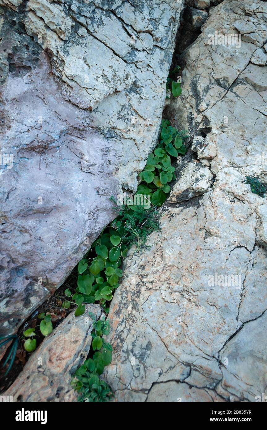 green grass breaking through rocky rocks Stock Photo - Alamy