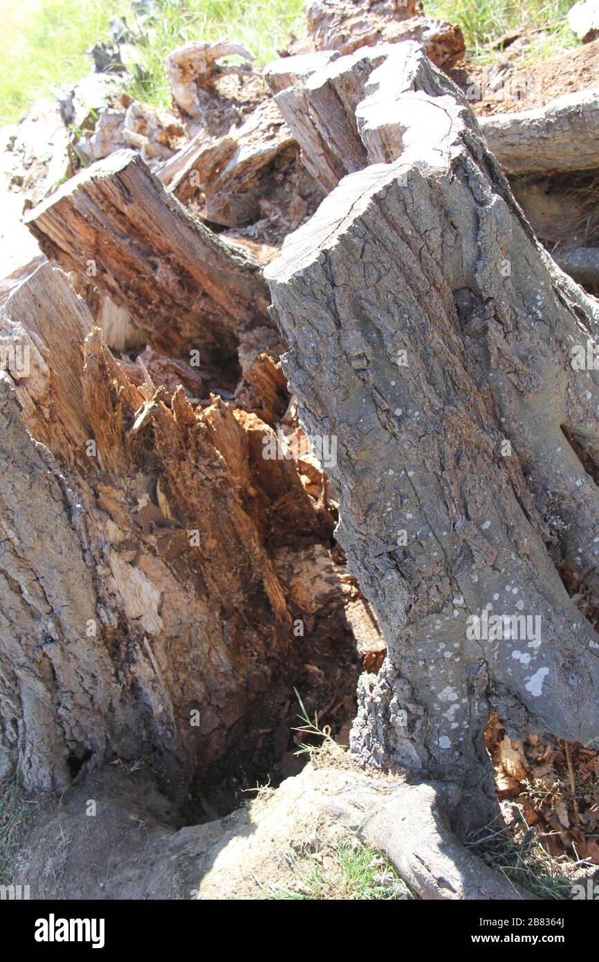 Decay tree hi-res stock photography and images - Alamy