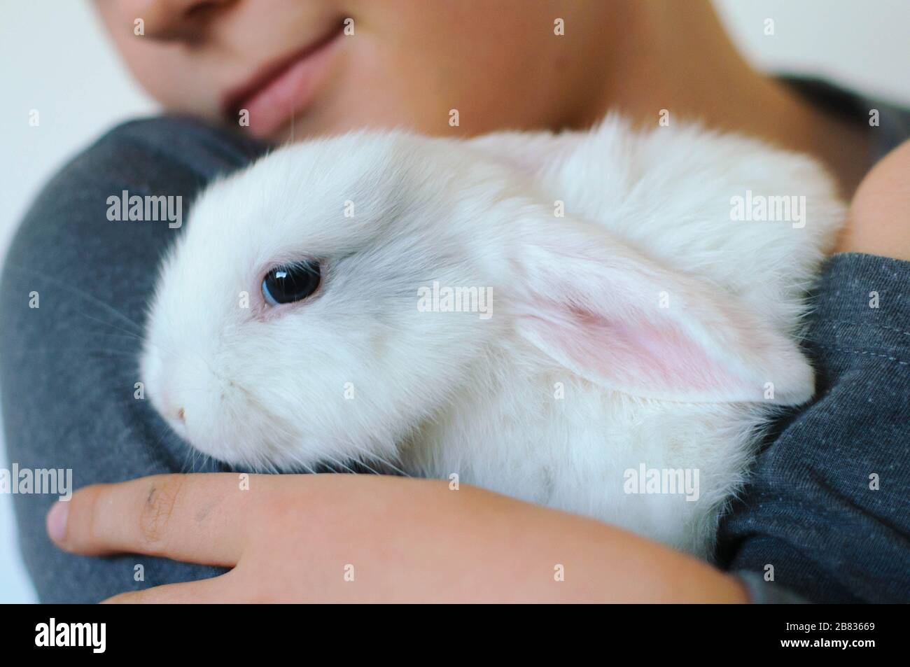 white rabbit in the hands of a boy Stock Photo - Alamy
