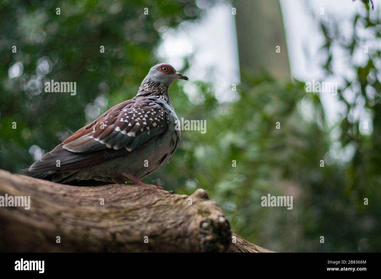 Blue dove hi-res stock photography and images - Alamy