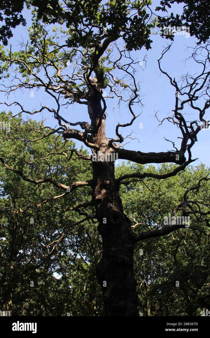 Decay tree hi-res stock photography and images - Alamy