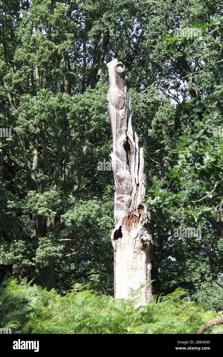 Old tree trunks in the park Stock Photo - Alamy