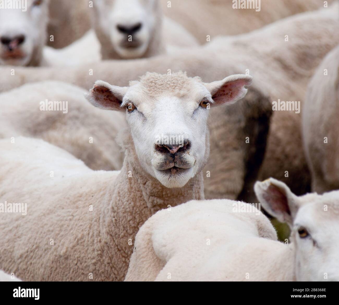 Nosey parker hi-res stock photography and images - Alamy