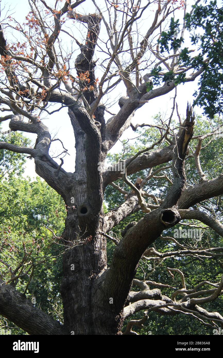 Old tree trunks hi-res stock photography and images - Alamy